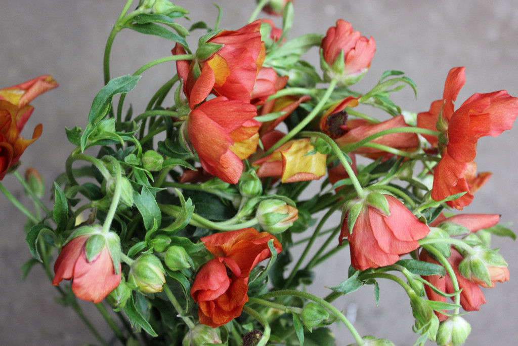 Ranunculus | Stevens and Son Wholesale Florist