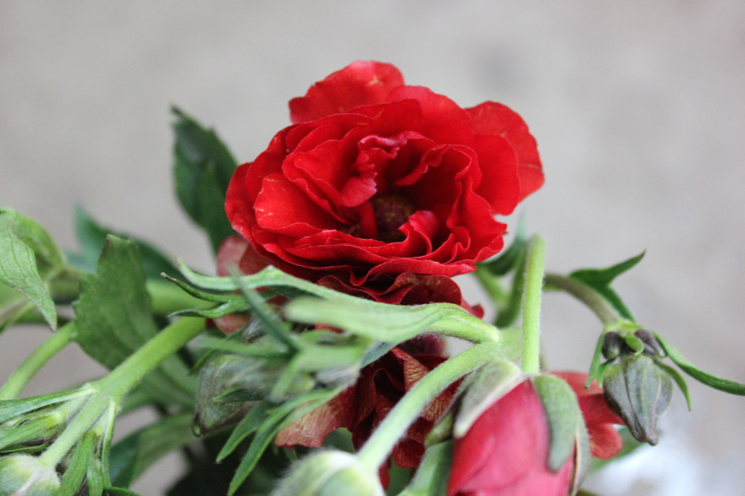 Ranunculus | Stevens and Son Wholesale Florist