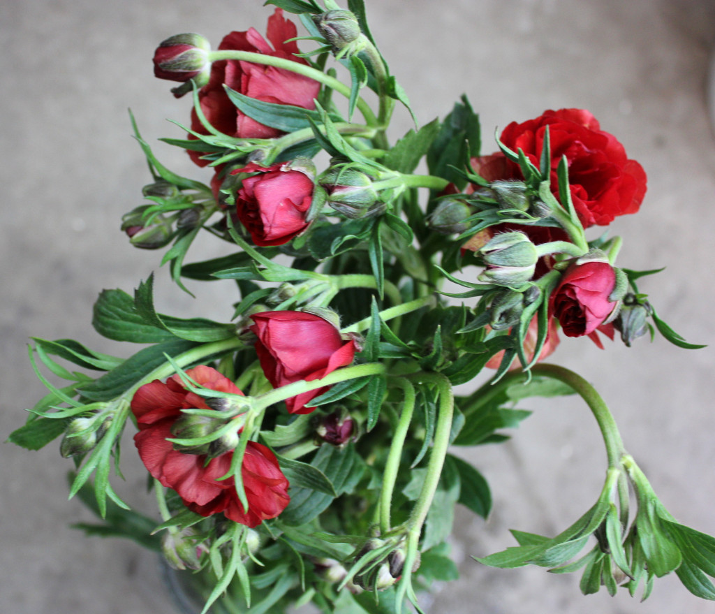 Ranunculus | Stevens and Son Wholesale Florist