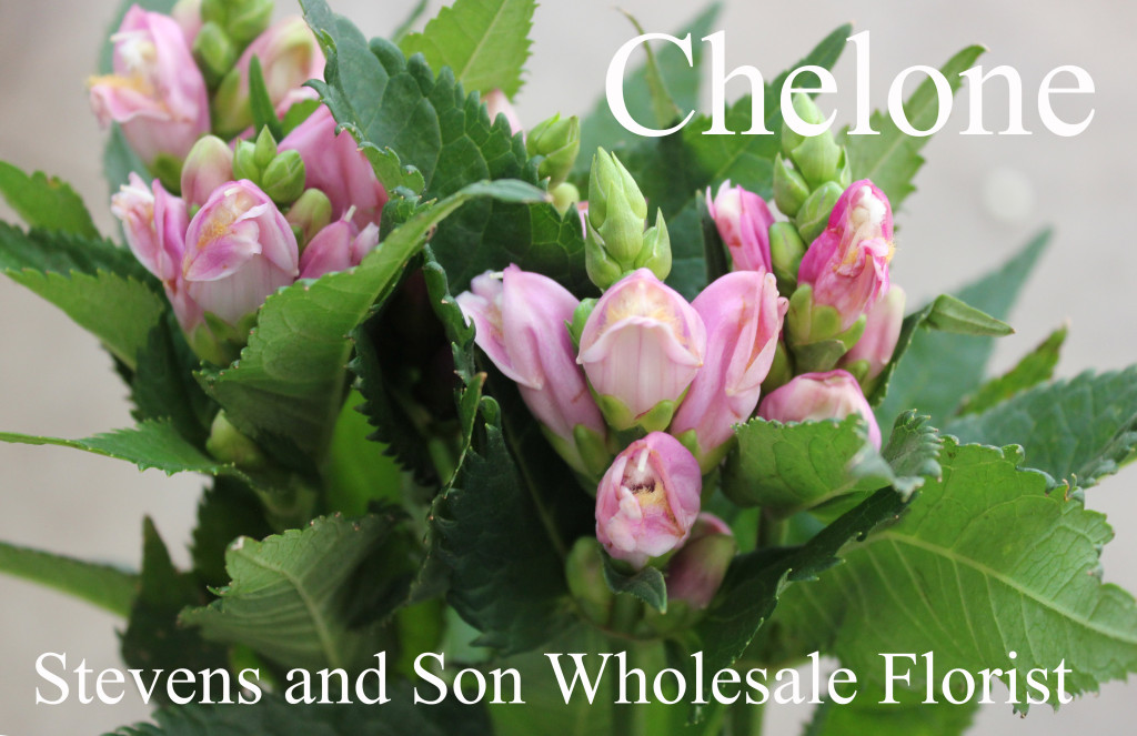 Fresh Flowers | Stevens and Son Wholesale Florist