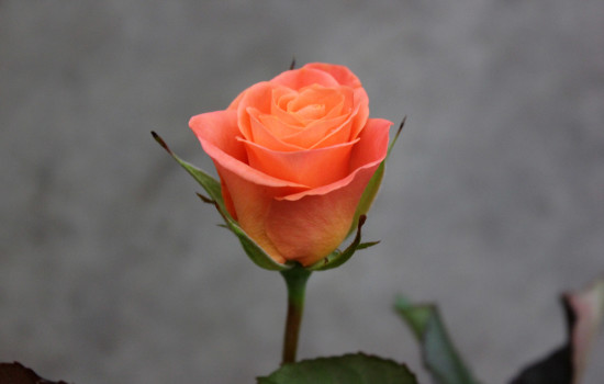 Sweetheart Roses | Stevens and Son Wholesale Florist