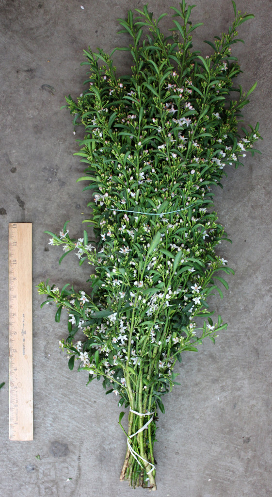 Eriostemon | Stevens and Son Wholesale Florist