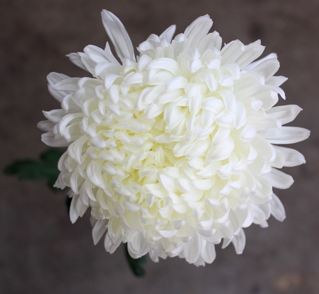 Footballs | Stevens and Son Wholesale Florist