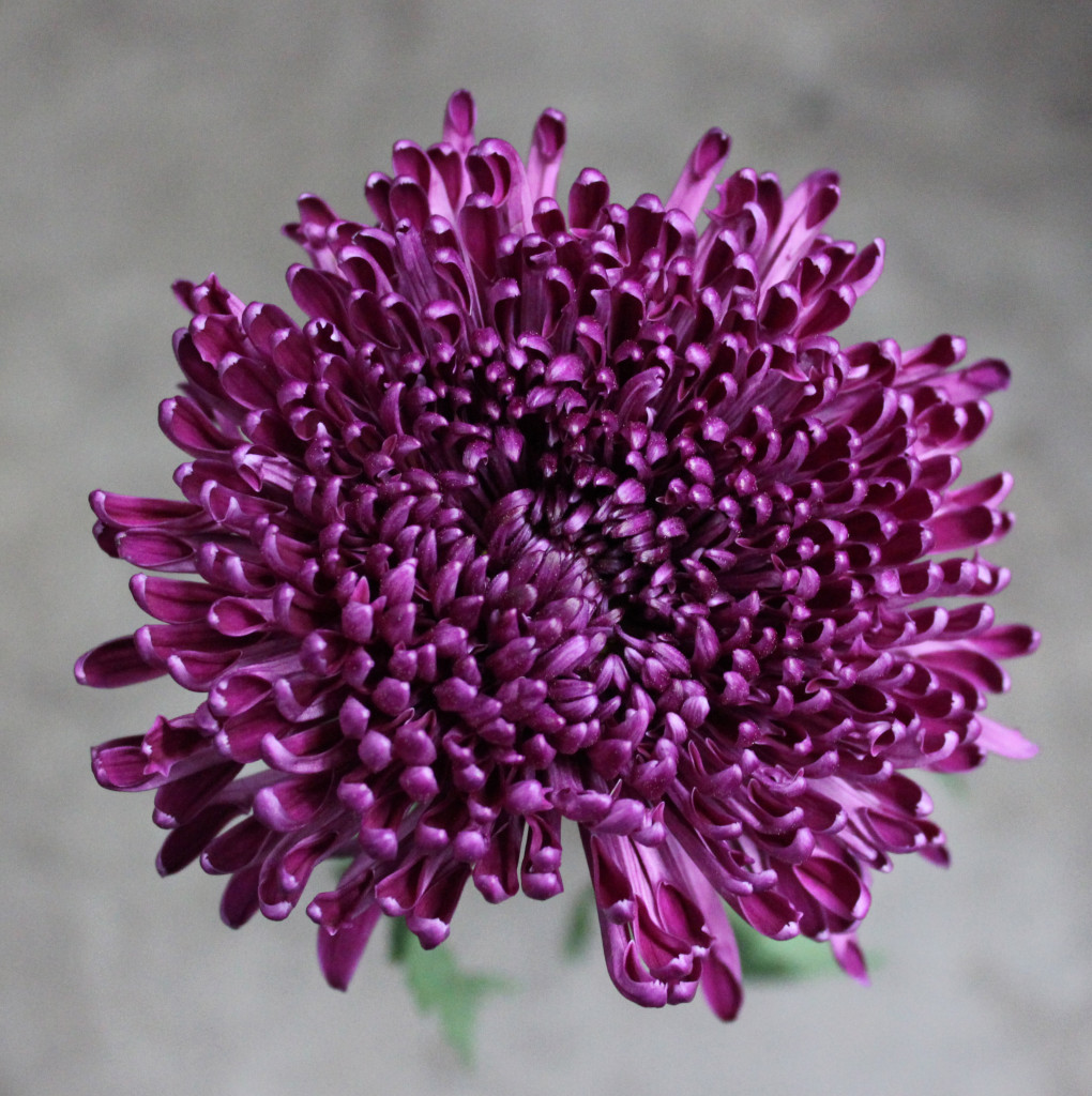 Footballs | Stevens and Son Wholesale Florist
