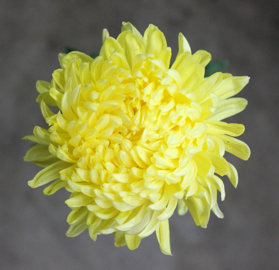 Footballs | Stevens and Son Wholesale Florist