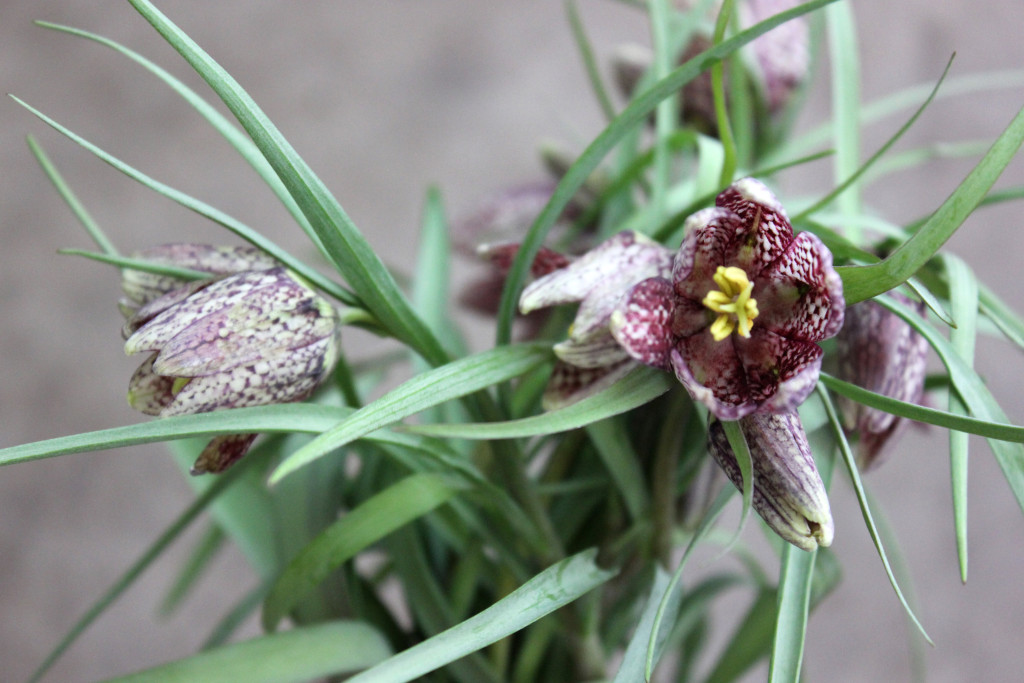 Fritillaria | Stevens and Son Wholesale Florist