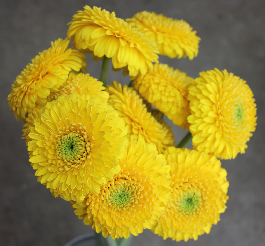 Gerrondo | Stevens and Son Wholesale Florist