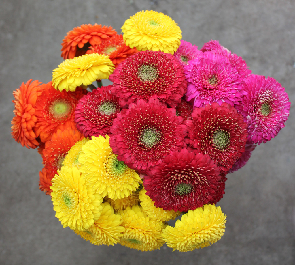 Gerrondo | Stevens and Son Wholesale Florist