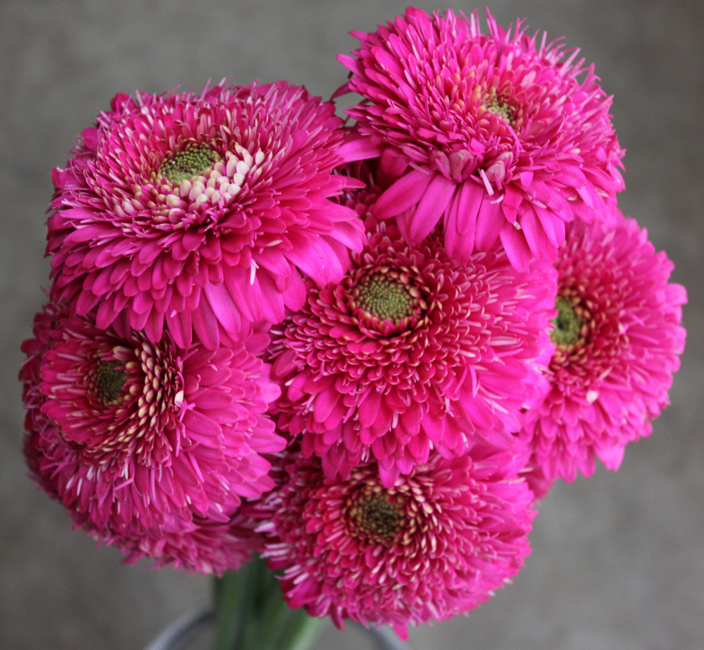 Gerrondo | Stevens and Son Wholesale Florist