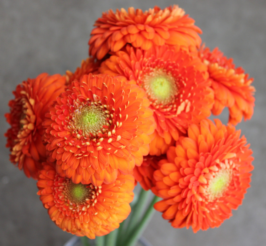 Gerrondo | Stevens and Son Wholesale Florist