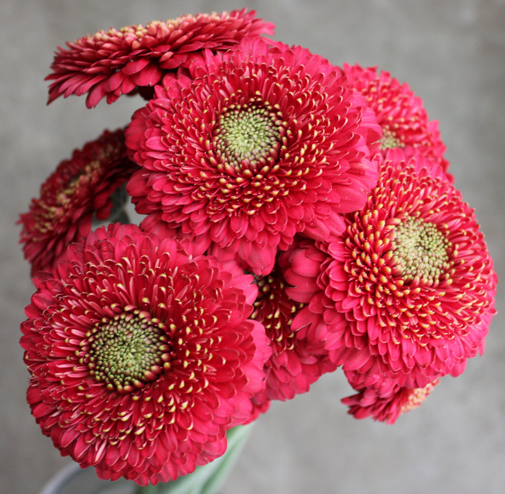 Gerrondo | Stevens and Son Wholesale Florist