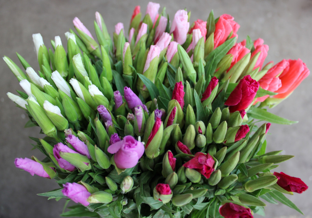 Godetia | Stevens and Son Wholesale Florist
