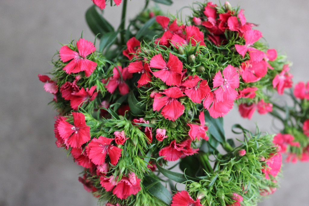 Gypsy Dianthus | Stevens and Son Wholesale Florist