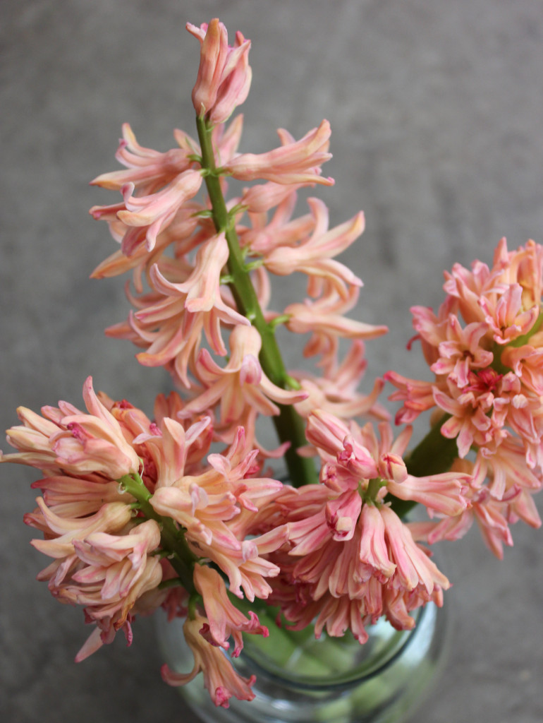 Hyacinth | Stevens and Son Wholesale Florist