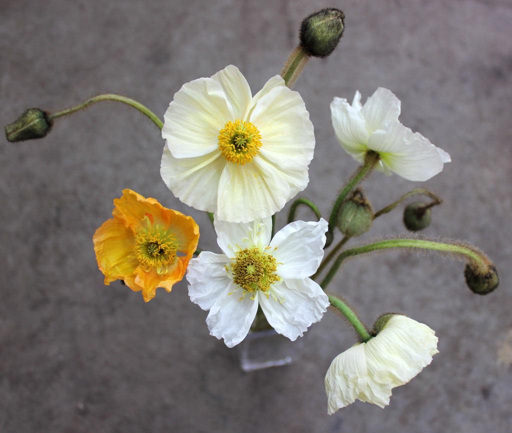 Icelandic Poppy | Stevens and Son Wholesale Florist