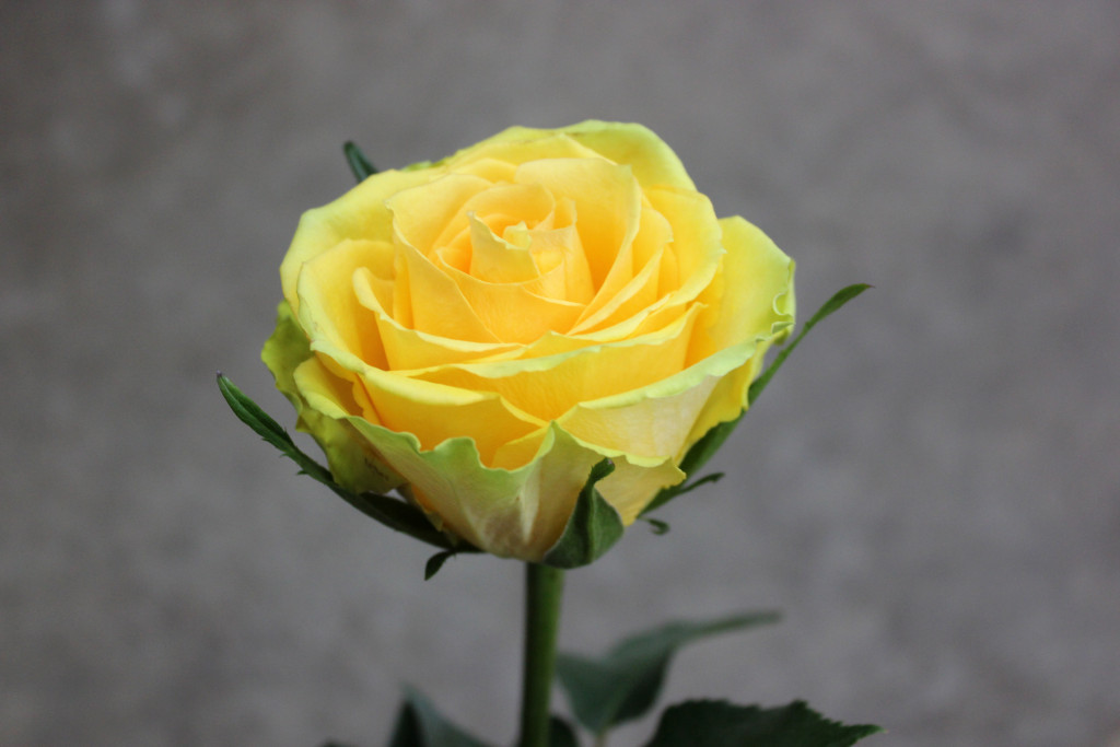 Idole | Stevens and Son Wholesale Florist