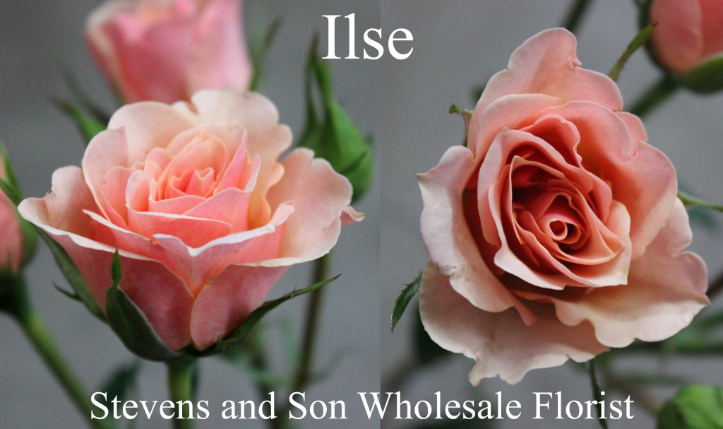 Spray Roses | Stevens and Son Wholesale Florist