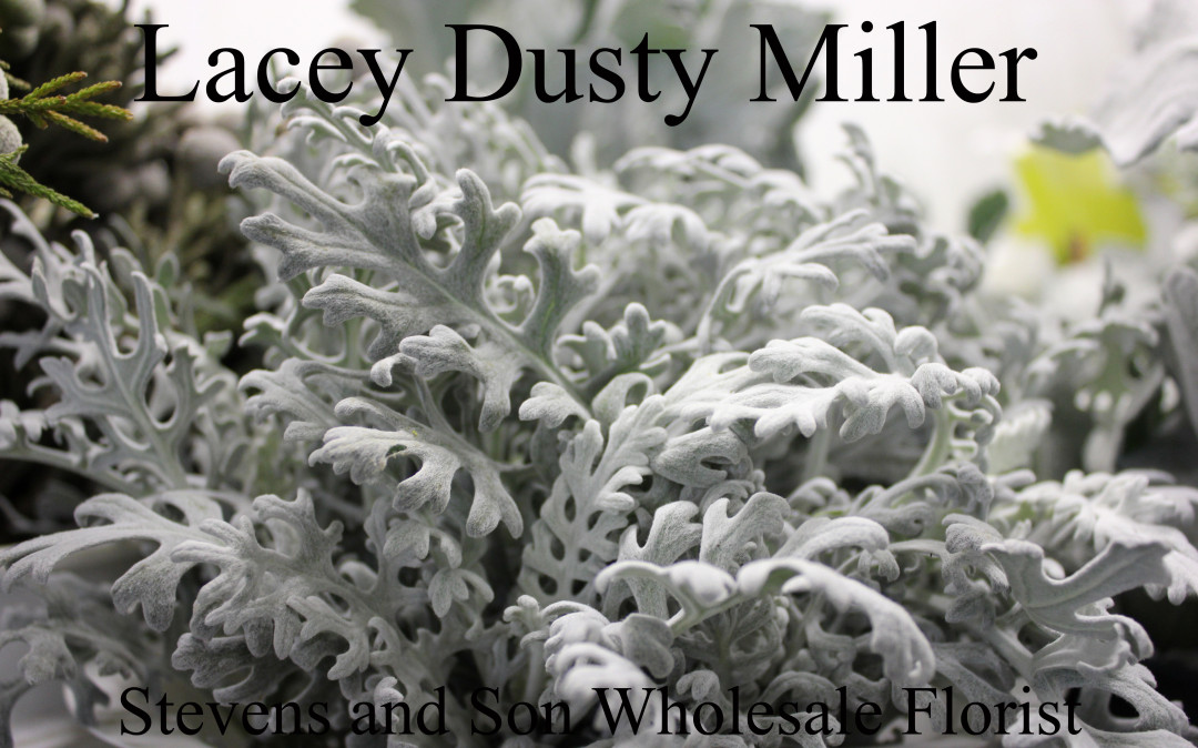 Dusty Miller | Stevens and Son Wholesale Florist