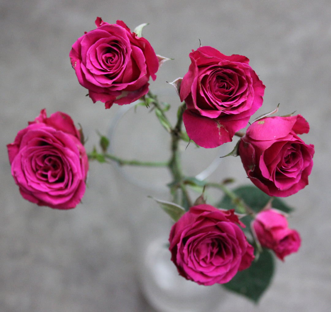 Lovely Lydia | Stevens and Son Wholesale Florist