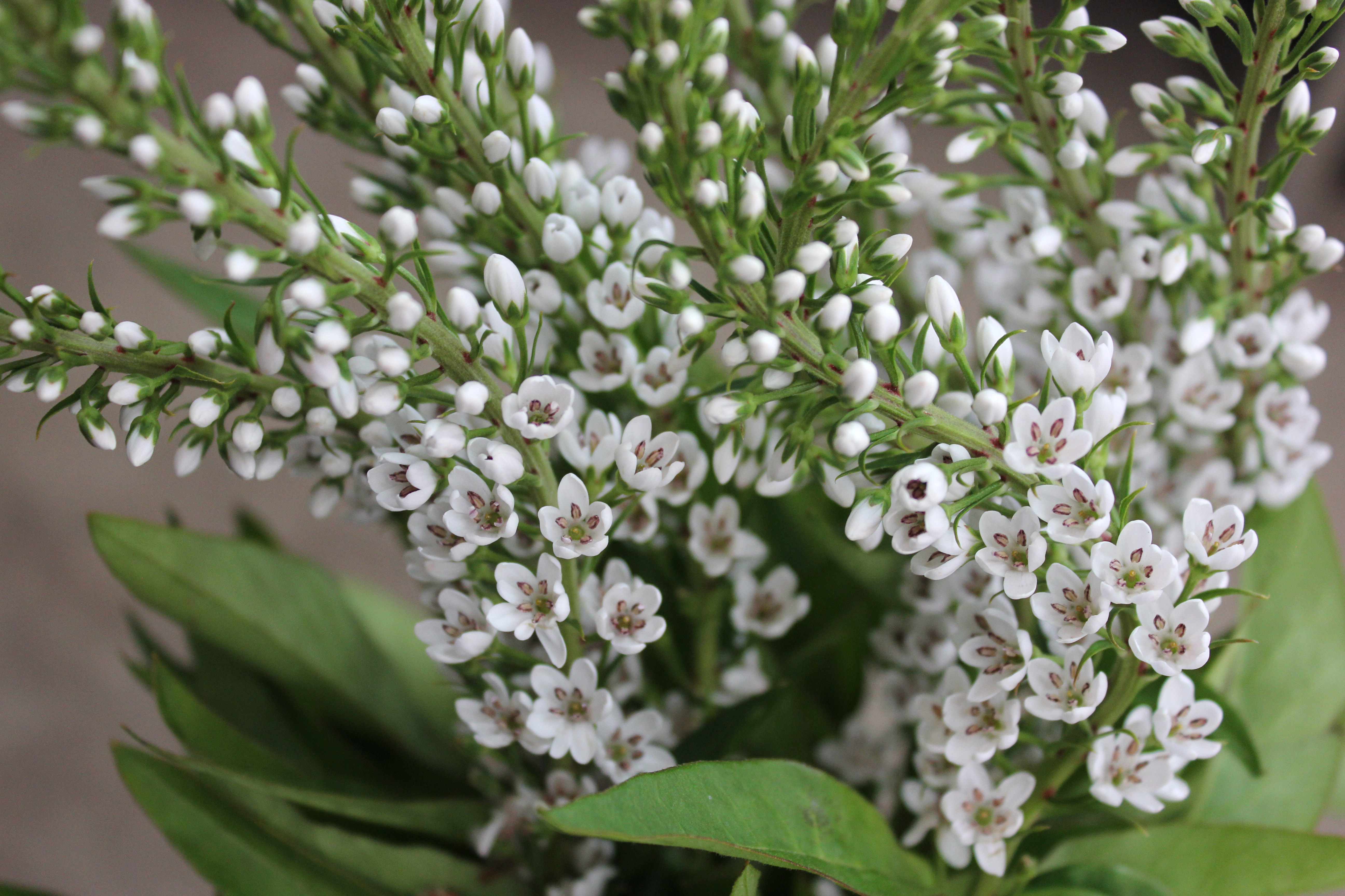 Lysimachia | Stevens and Son Wholesale Florist