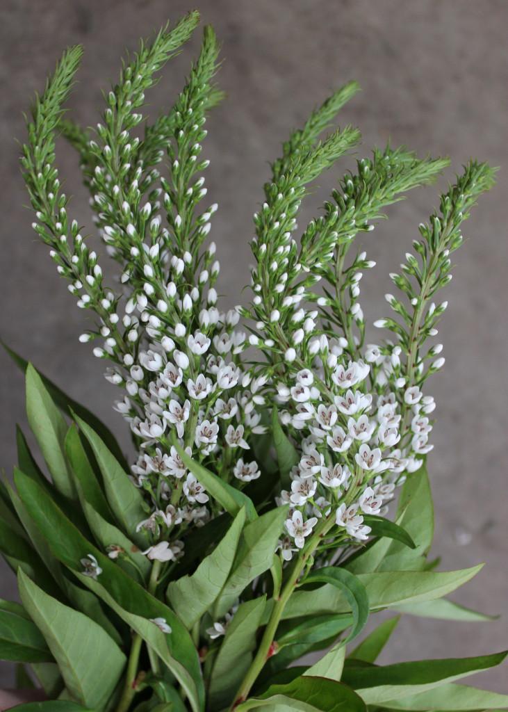 Lysimachia | Stevens and Son Wholesale Florist