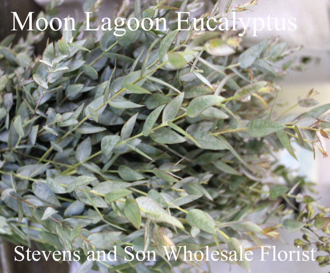 Moon Lagoon | Stevens and Son Wholesale Florist