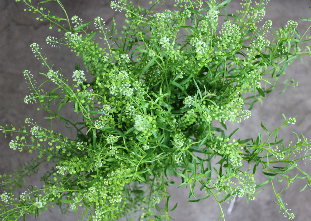 Pennycress | Stevens and Son Wholesale Florist