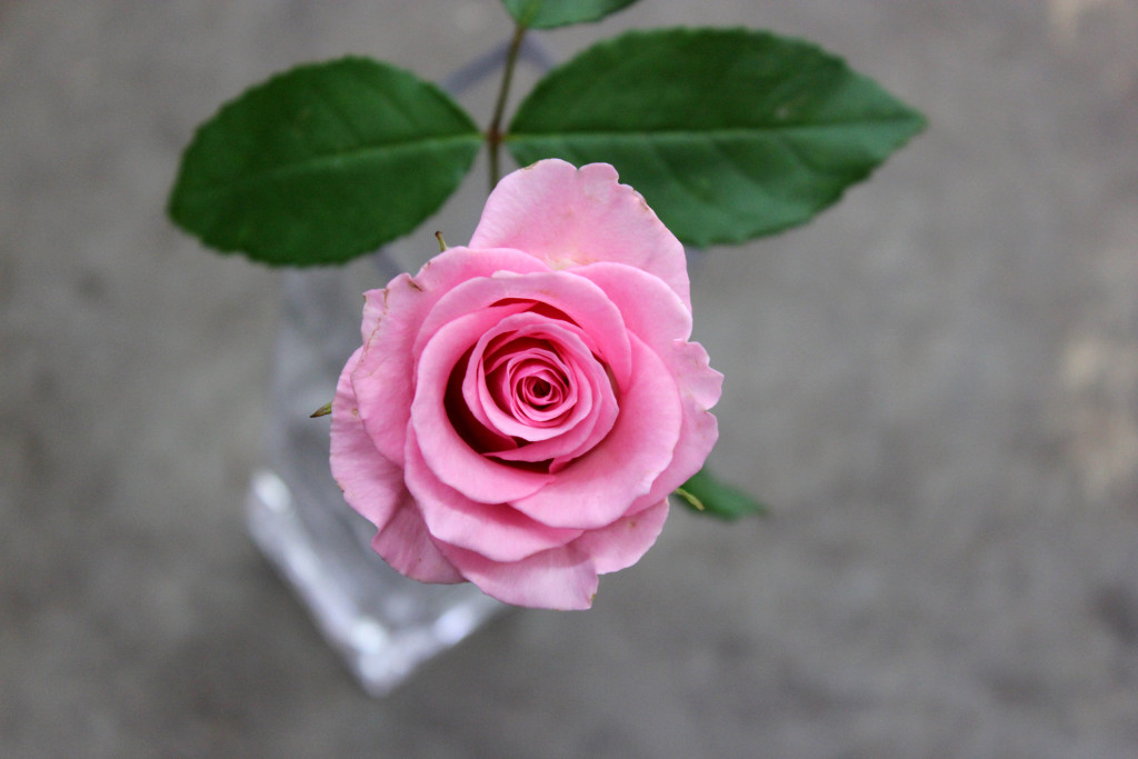 Pink Tango | Stevens and Son Wholesale Florist