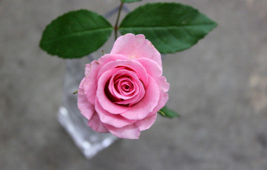 Sweetheart Roses | Stevens and Son Wholesale Florist