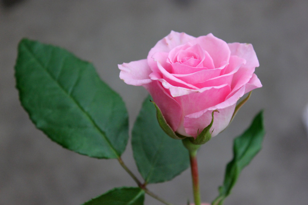 Pink Tango | Stevens and Son Wholesale Florist