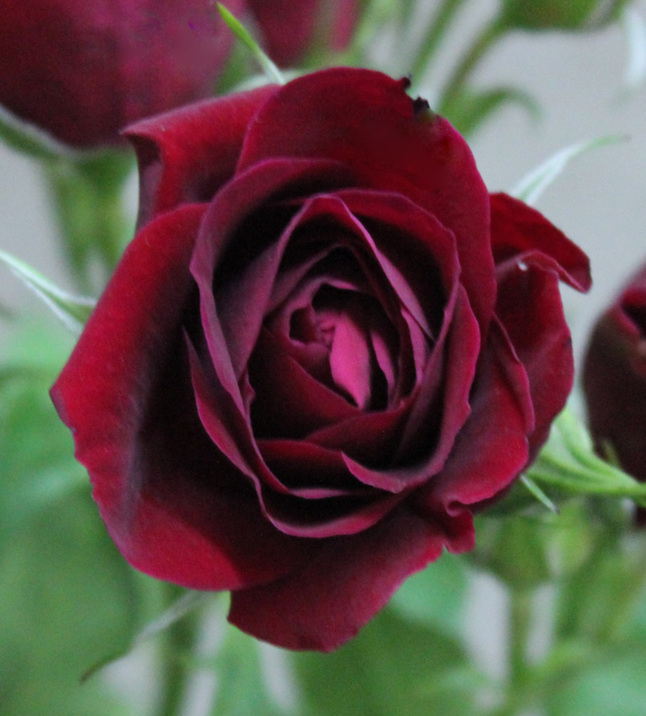 Rubicon | Stevens and Son Wholesale Florist