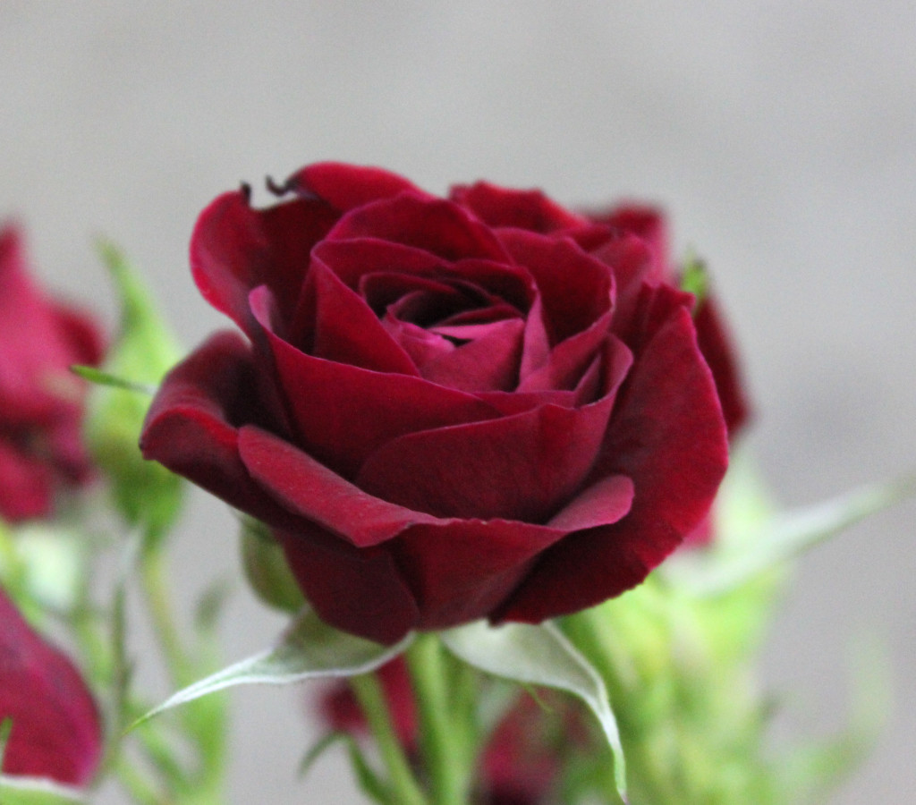 Rubicon | Stevens and Son Wholesale Florist