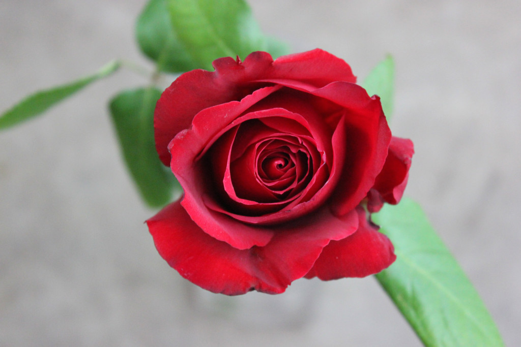 Sexy Red | Stevens and Son Wholesale Florist