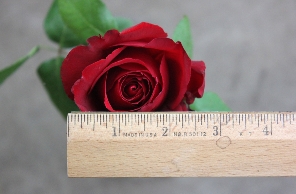 Sexy Red | Stevens and Son Wholesale Florist