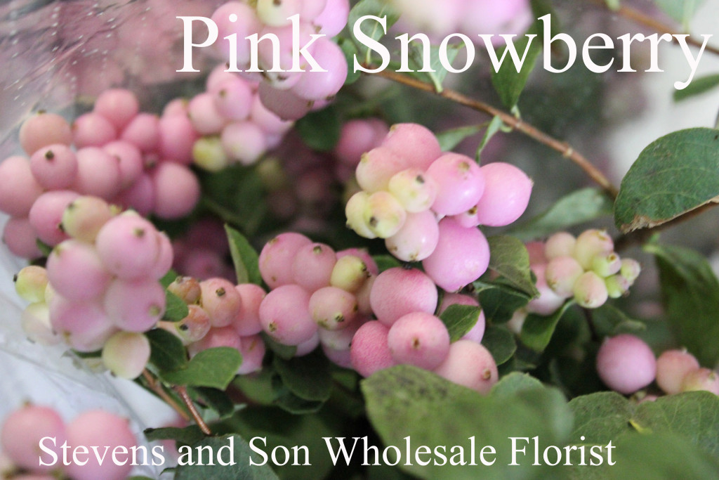 Snowberry | Stevens and Son Wholesale Florist