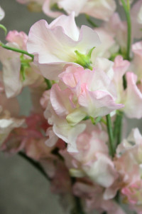 Sweet Pea | Stevens and Son Wholesale Florist