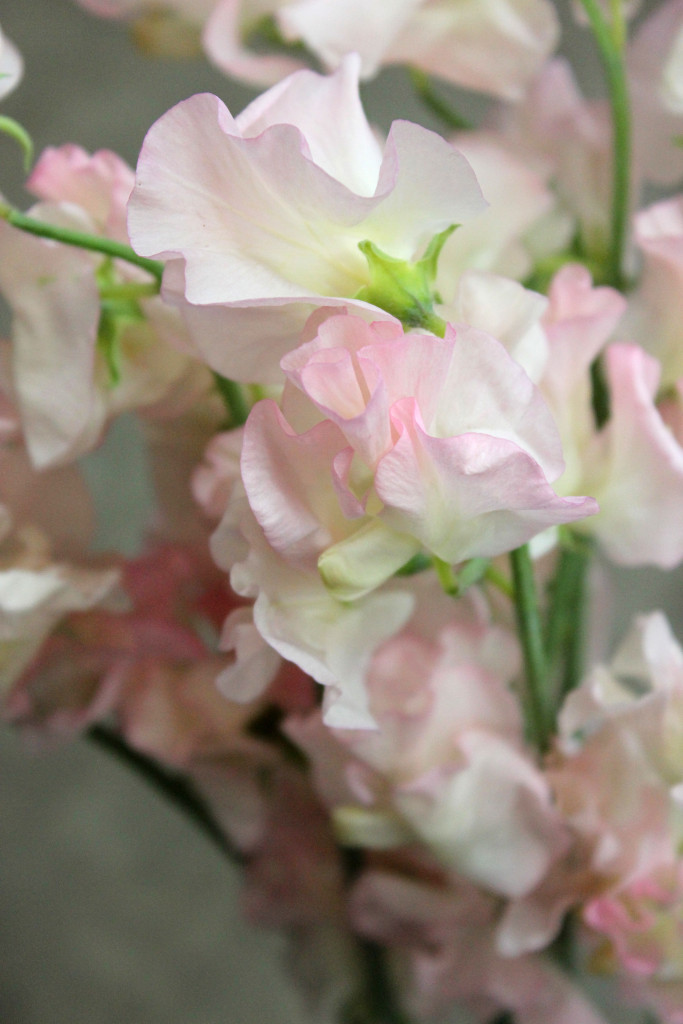 Sweet Pea | Stevens and Son Wholesale Florist
