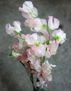 Sweet Pea | Stevens and Son Wholesale Florist