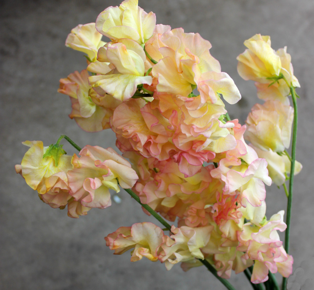 Sweet Pea | Stevens and Son Wholesale Florist