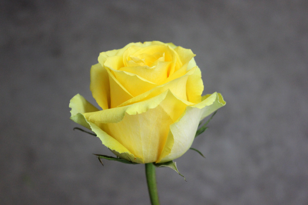 Tara | Stevens and Son Wholesale Florist