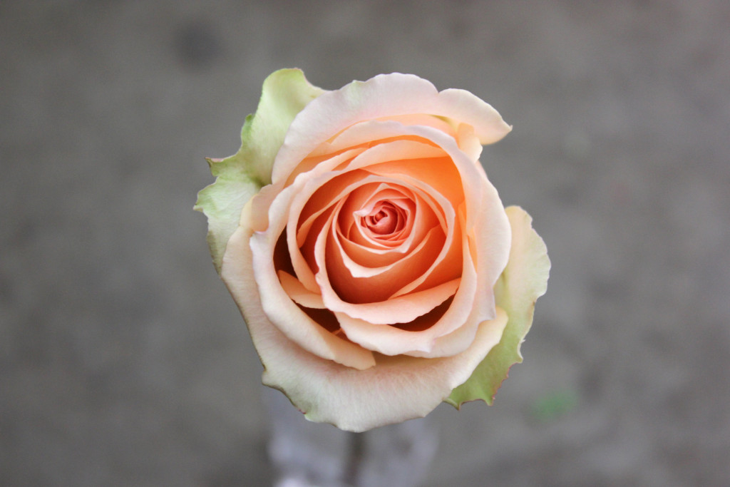 Versilia | Stevens and Son Wholesale Florist