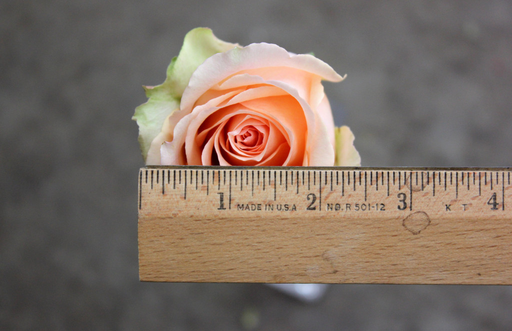 Versilia | Stevens and Son Wholesale Florist