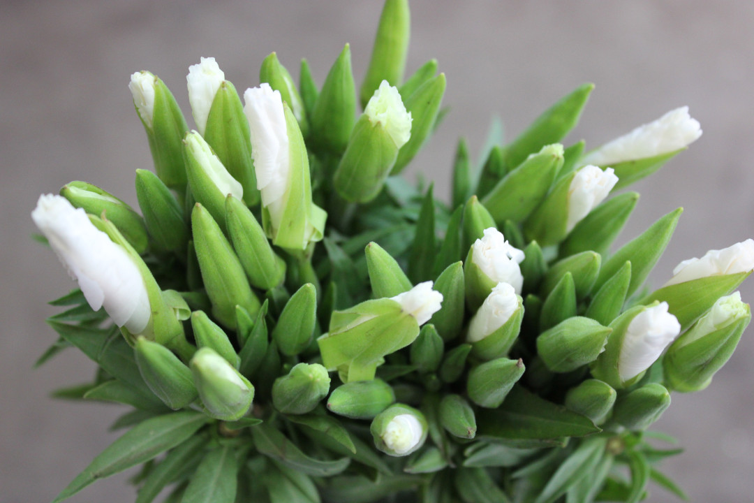 Godetia | Stevens and Son Wholesale Florist