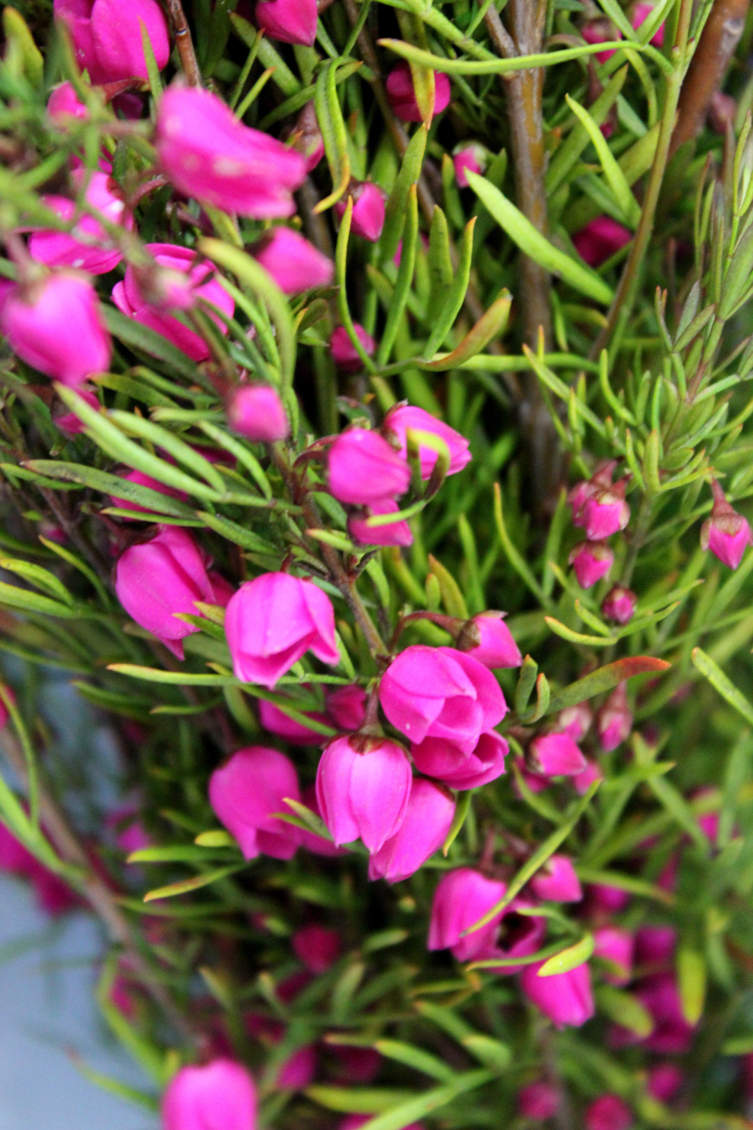 Boronia | Stevens and Son Wholesale Florist