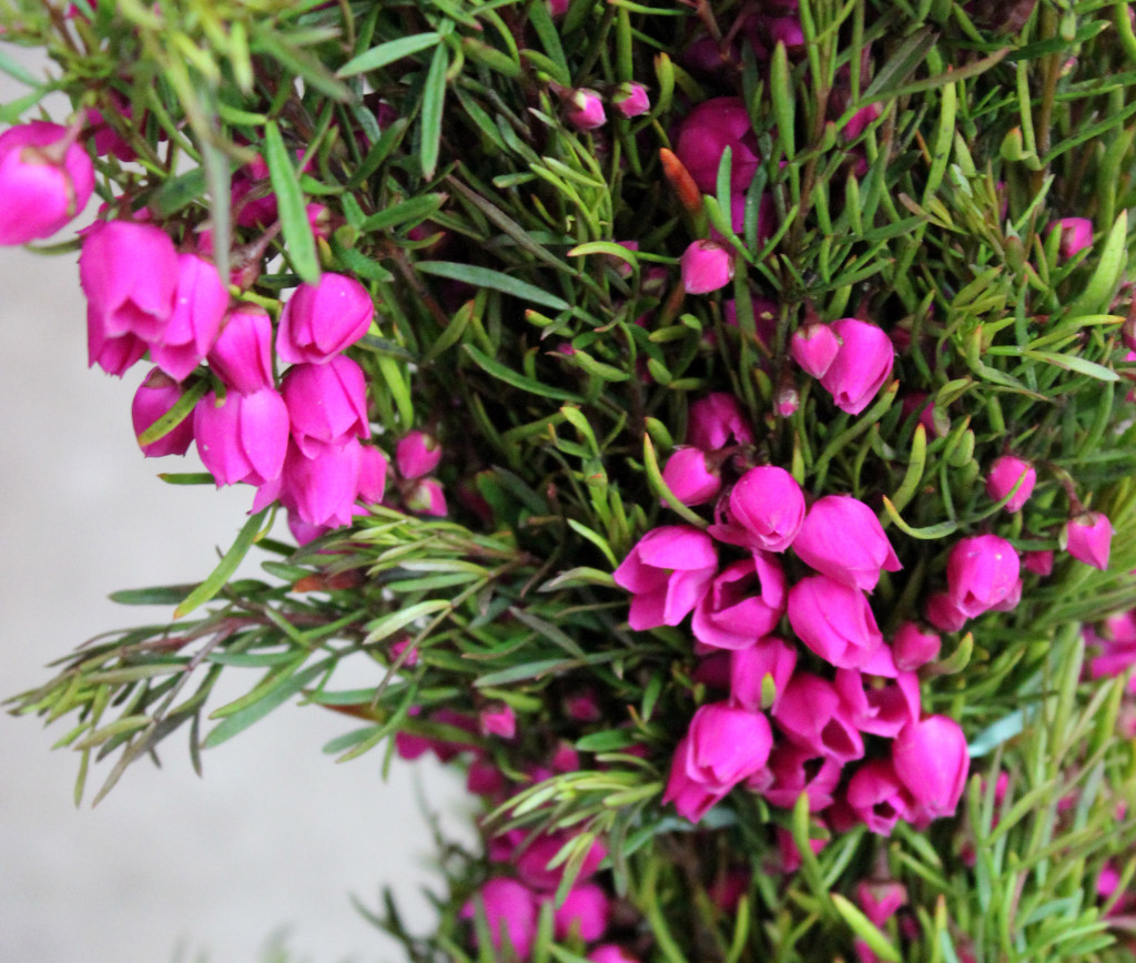 Boronia | Stevens and Son Wholesale Florist