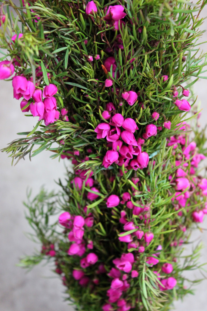 Boronia | Stevens and Son Wholesale Florist