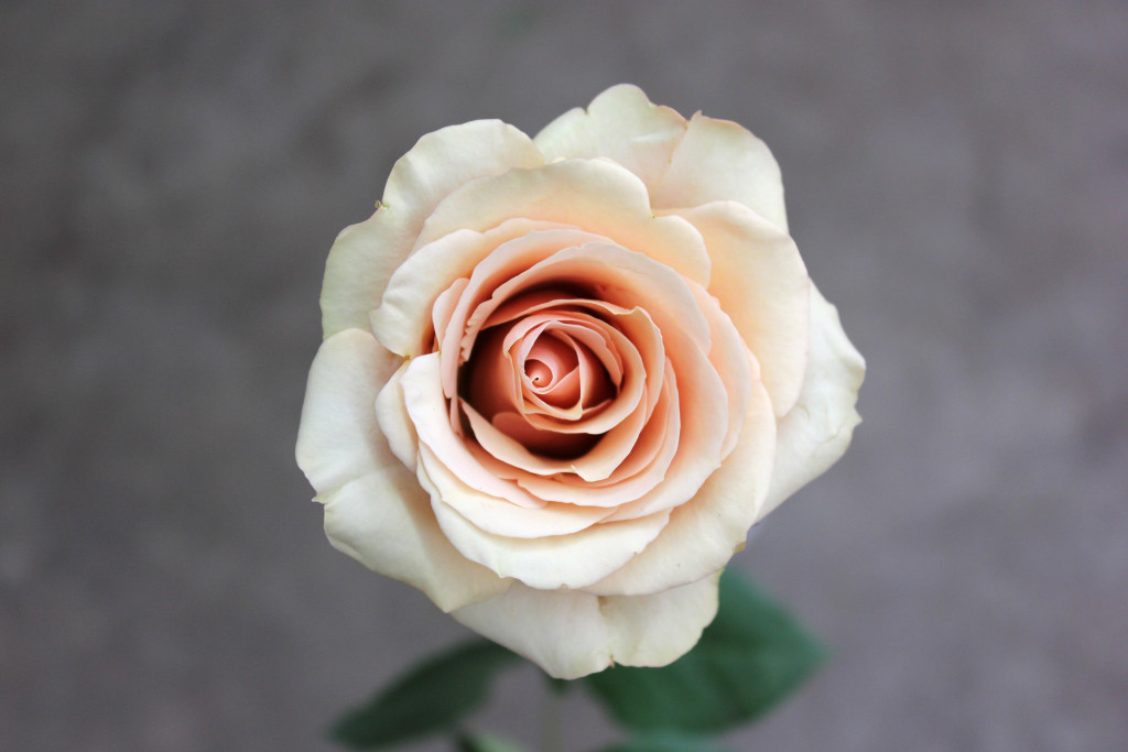 Camel | Stevens and Son Wholesale Florist