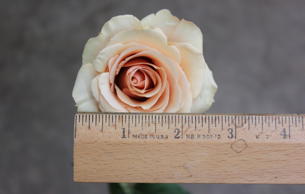 Camel | Stevens and Son Wholesale Florist