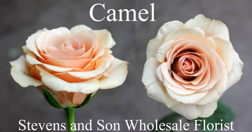 Roses Search By Name | Stevens and Son Wholesale Florist