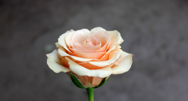 Roses | Stevens and Son Wholesale Florist